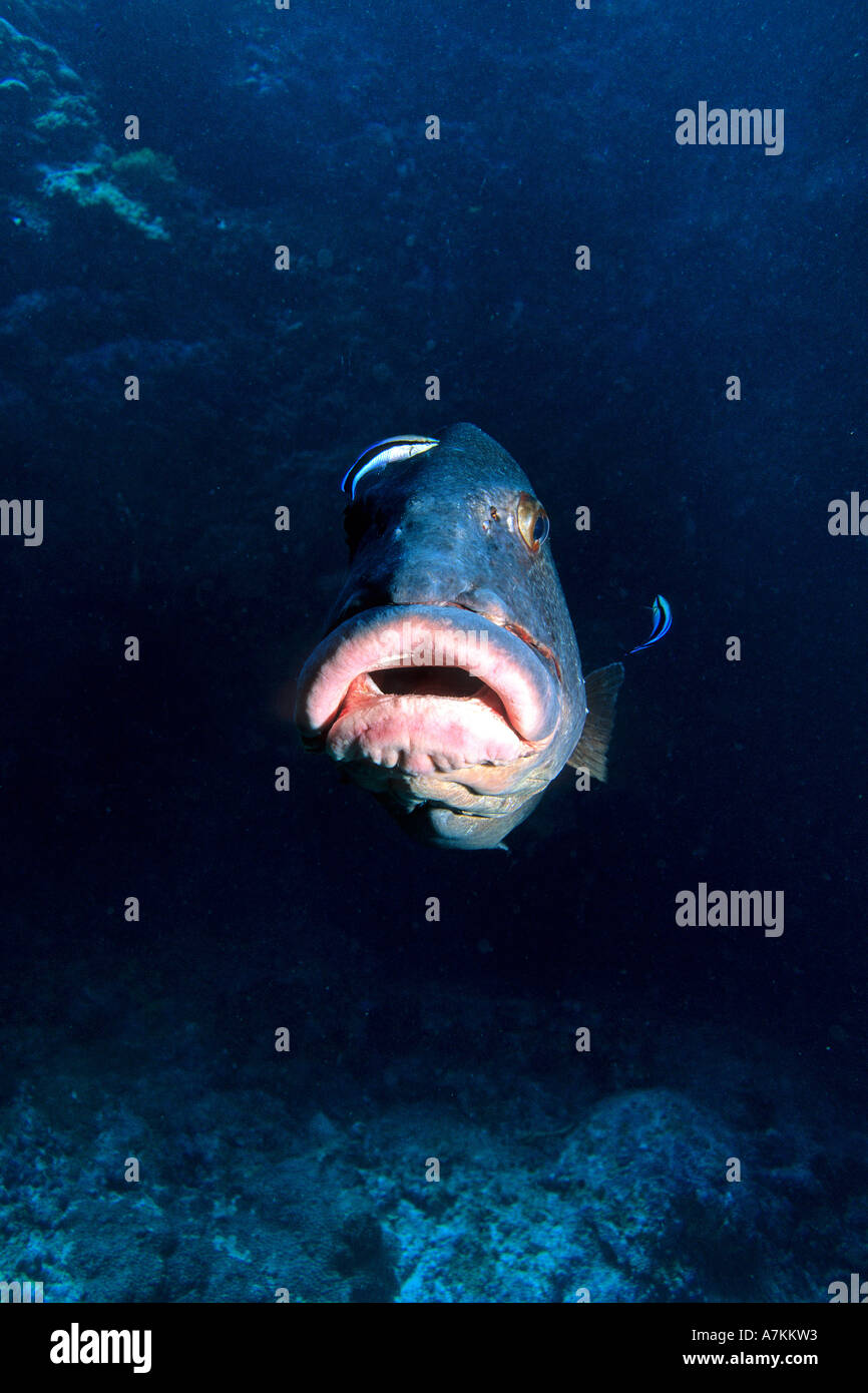 Giant sweetlips with cleaner wrasse Plectorhinchus obscurus Seychelles ...