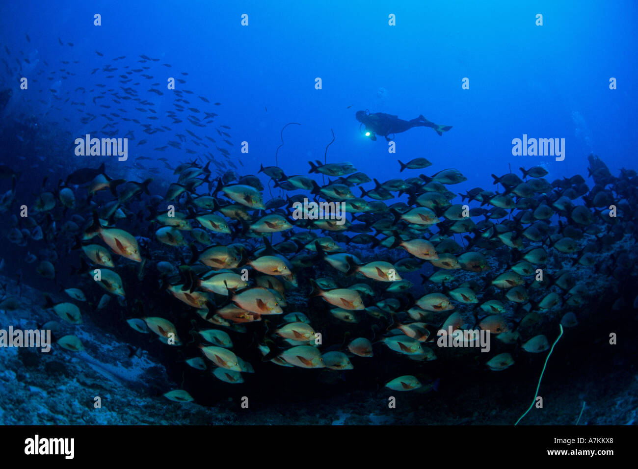 Humpback snapper and scuba diver Lutjanus gibbus Seychelles Aldabra ...