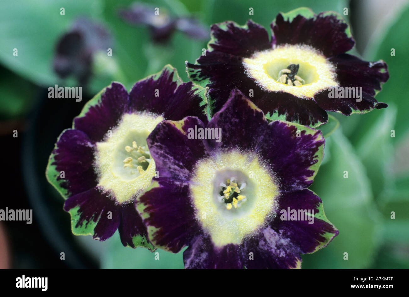 Show auricula hi-res stock photography and images - Alamy