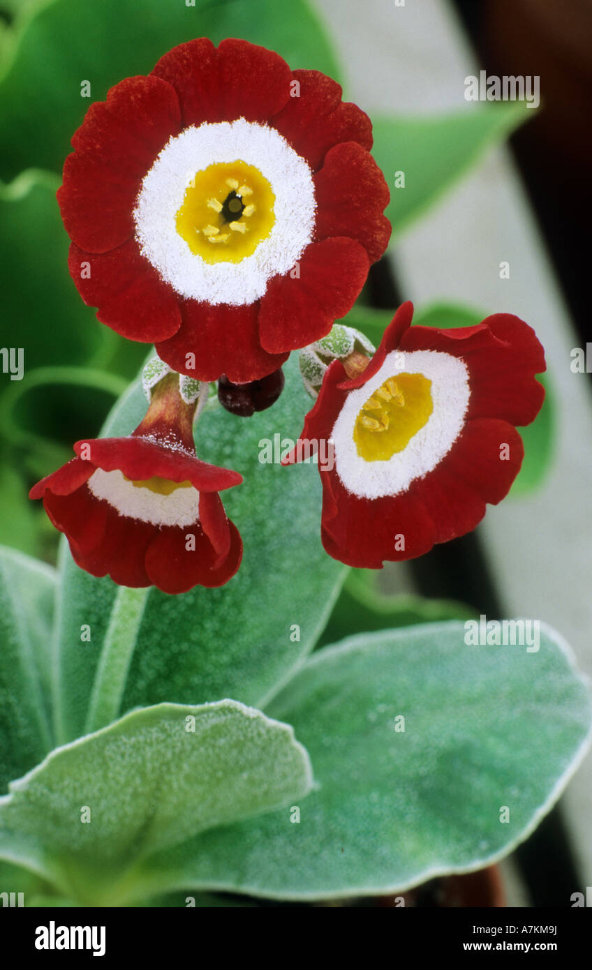Flower auriculas hi-res stock photography and images - Alamy