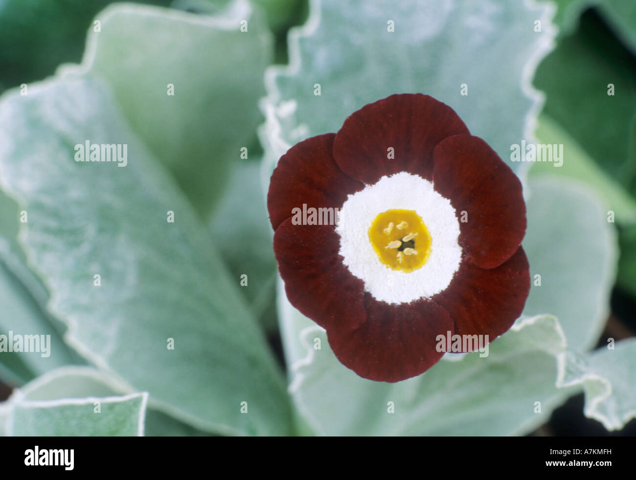 Show auricula hi-res stock photography and images - Alamy