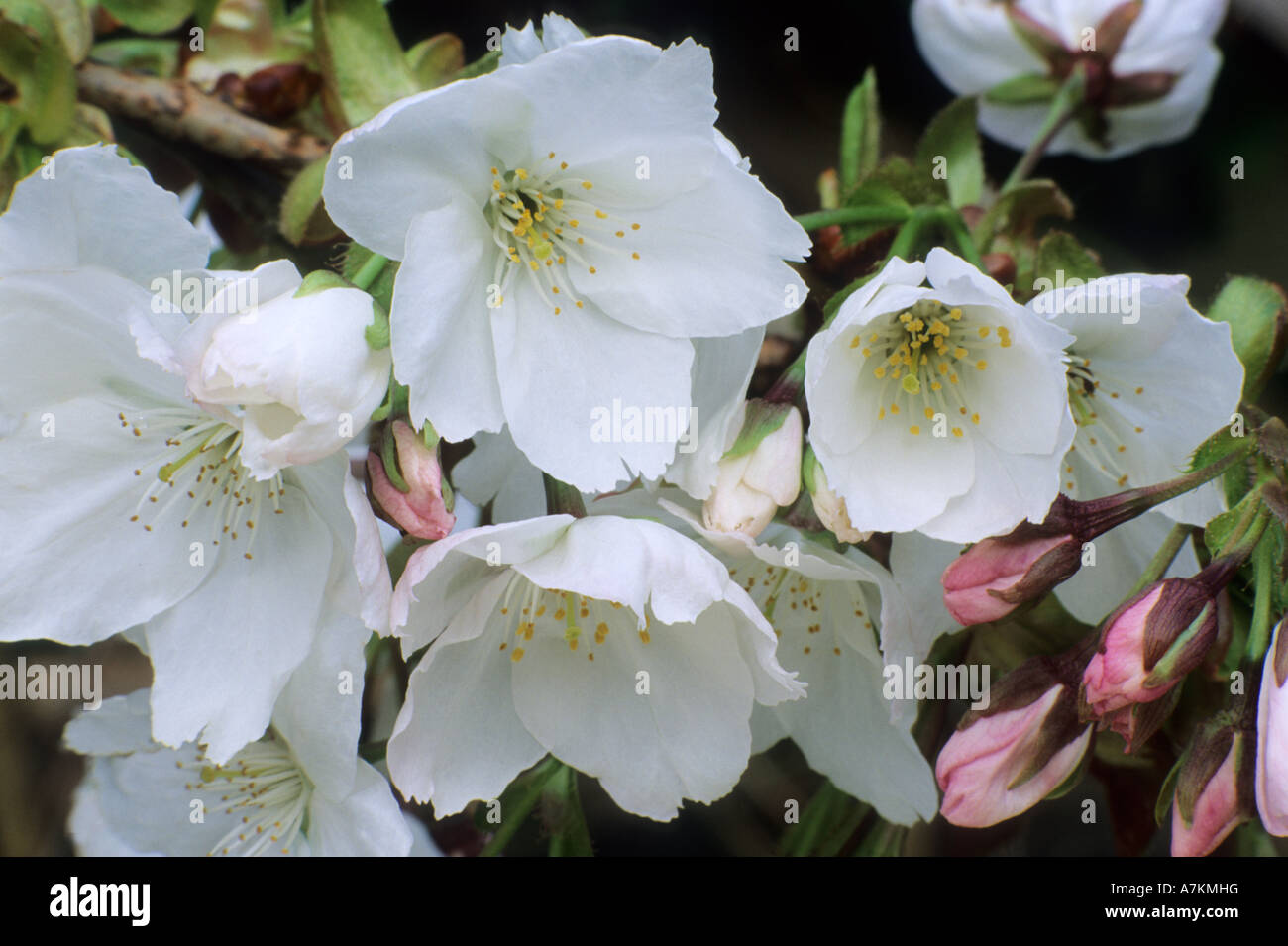 Prunus taihaku flowers hi-res stock photography and images - Alamy