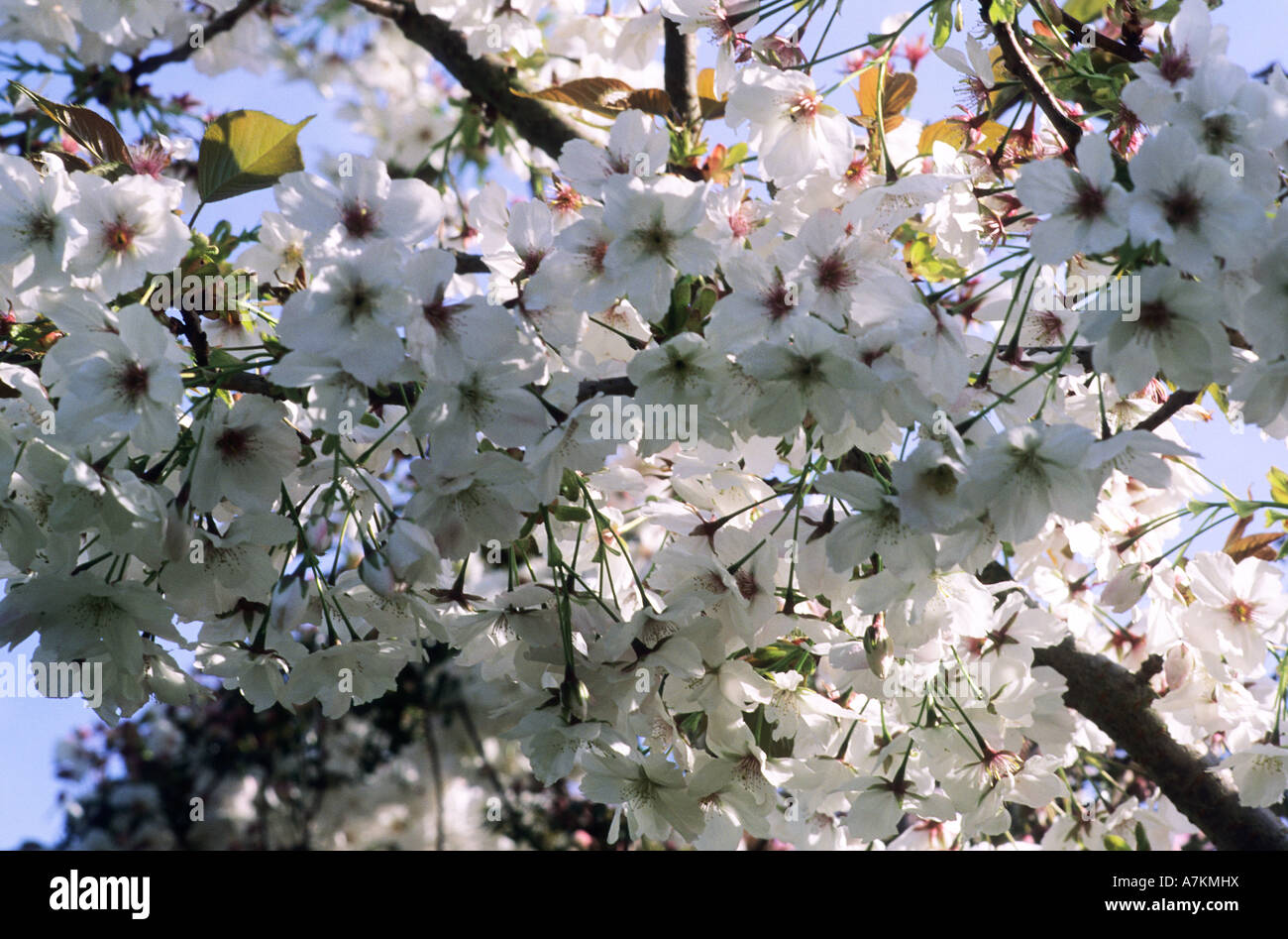 Prunus taihaku flowers hi-res stock photography and images - Alamy