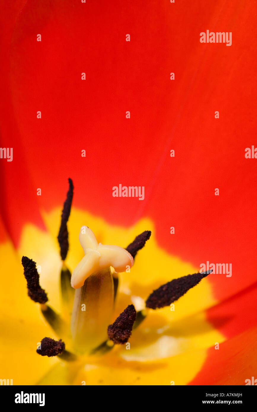 Tulip stamen pistil macro hi-res stock photography and images - Alamy