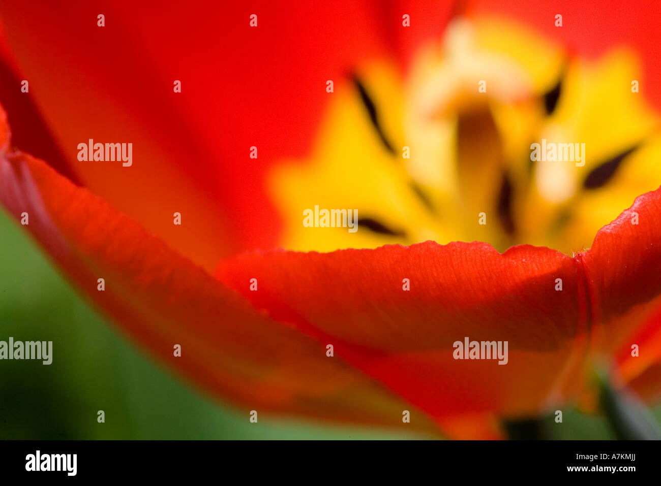 Tulip heads in close up hi-res stock photography and images - Alamy
