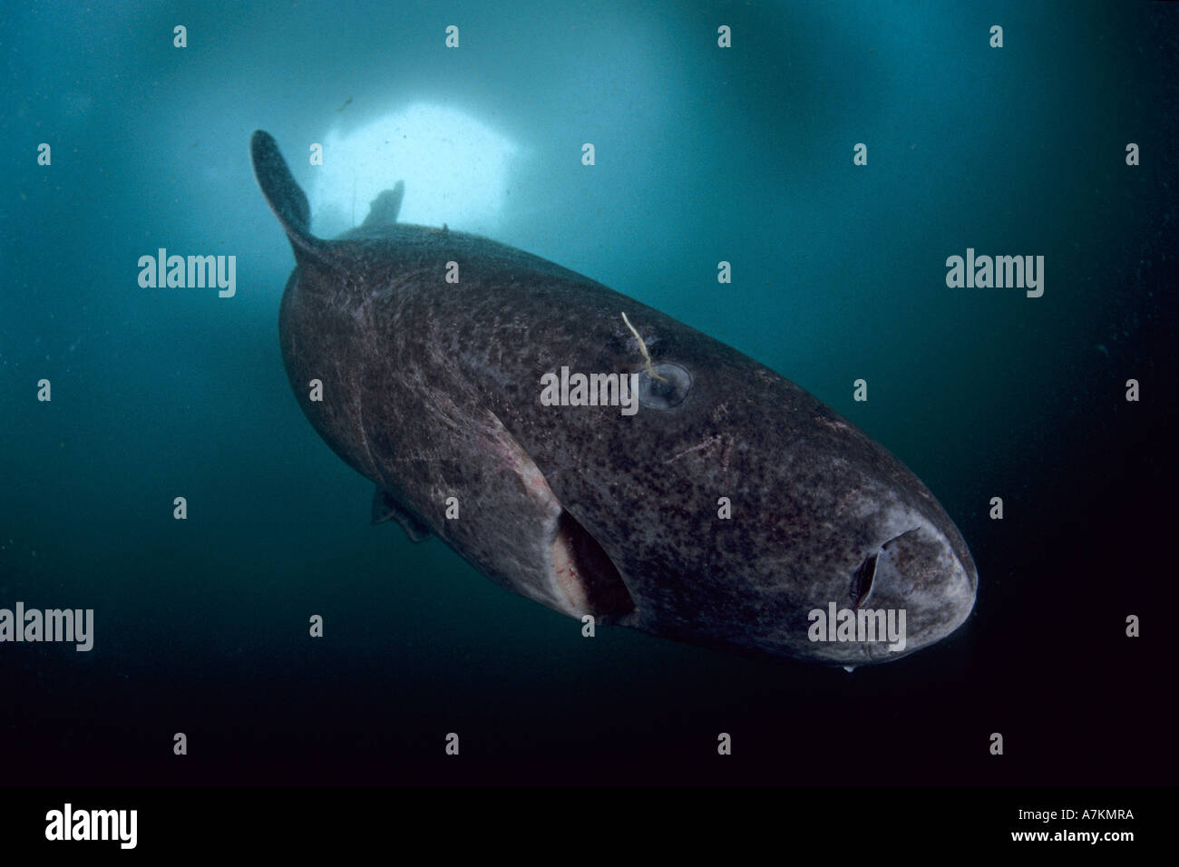 Greenland shark under ice Somniosus microcephalus Canada Arctic ...