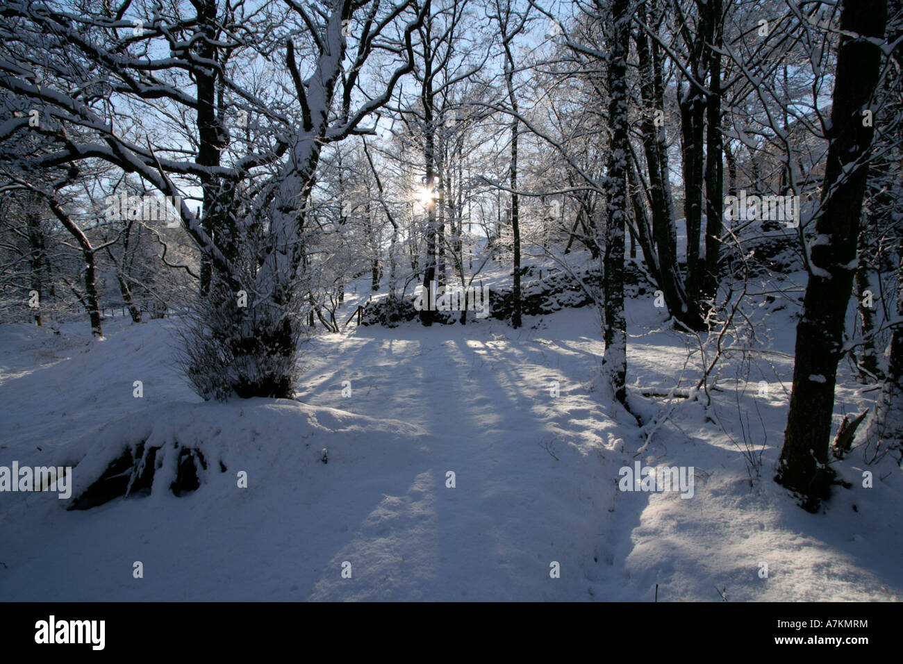 Trees yew hi-res stock photography and images - Alamy