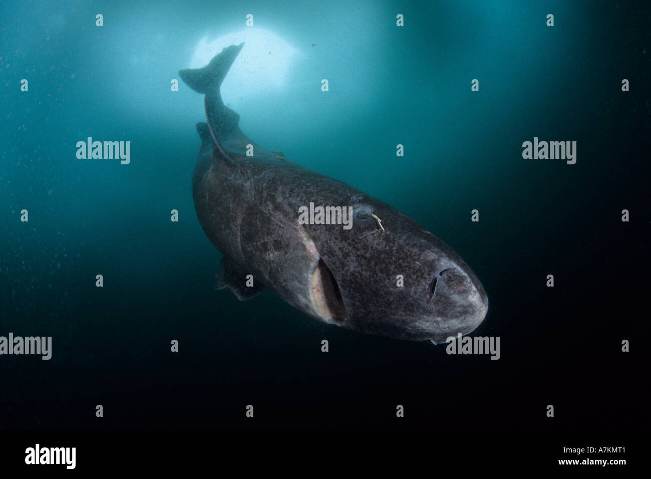 Greenland shark somniosus microcephalus hi-res stock photography and ...