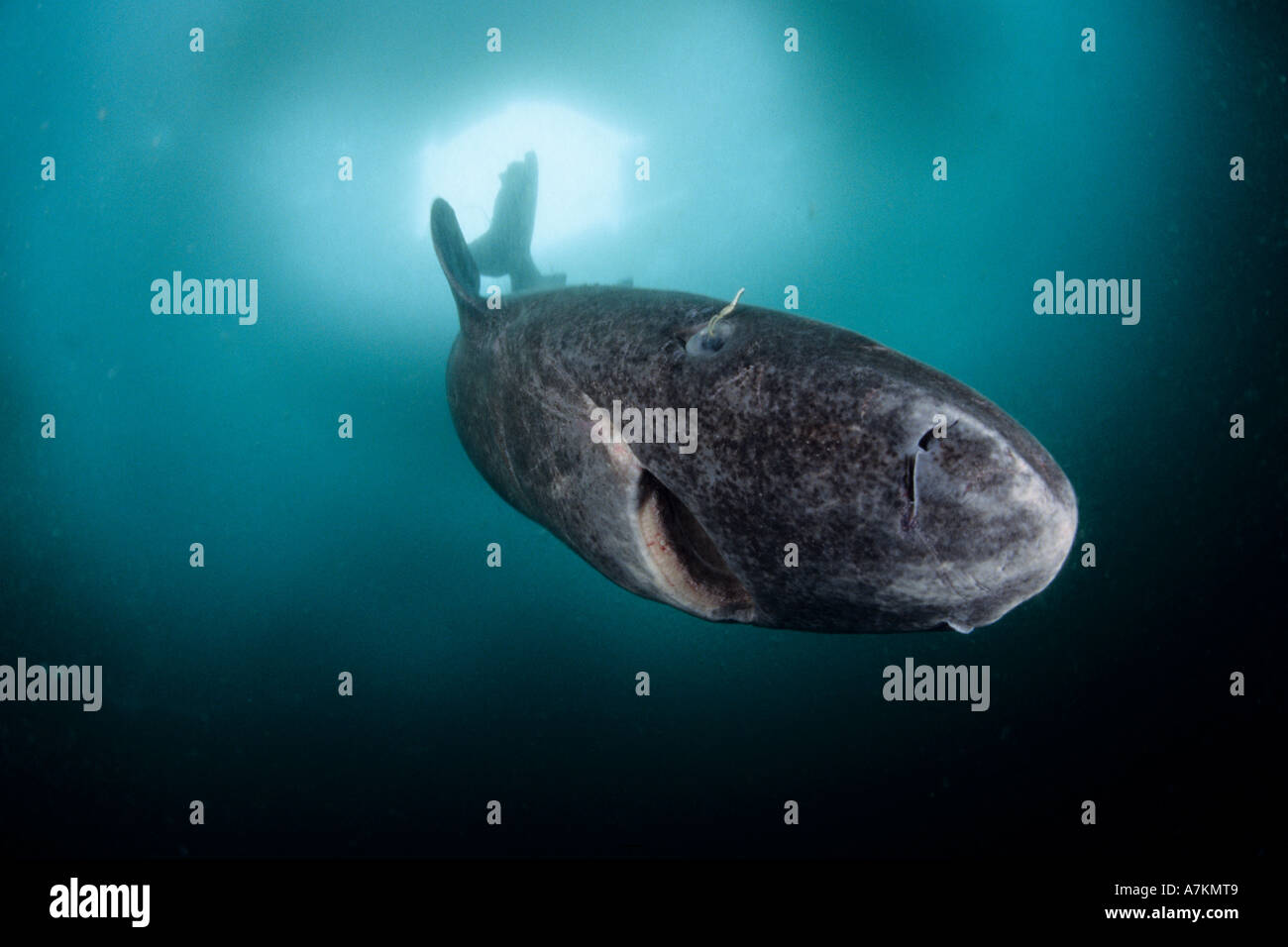 Greenland shark under ice Somniosus microcephalus Canada Arctic ...