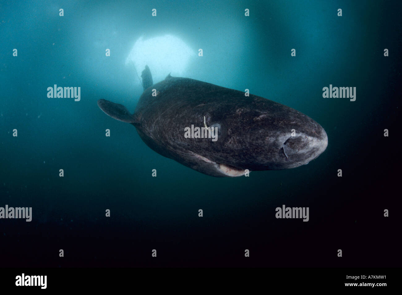 Greenland shark under ice Somniosus microcephalus Canada Arctic ...