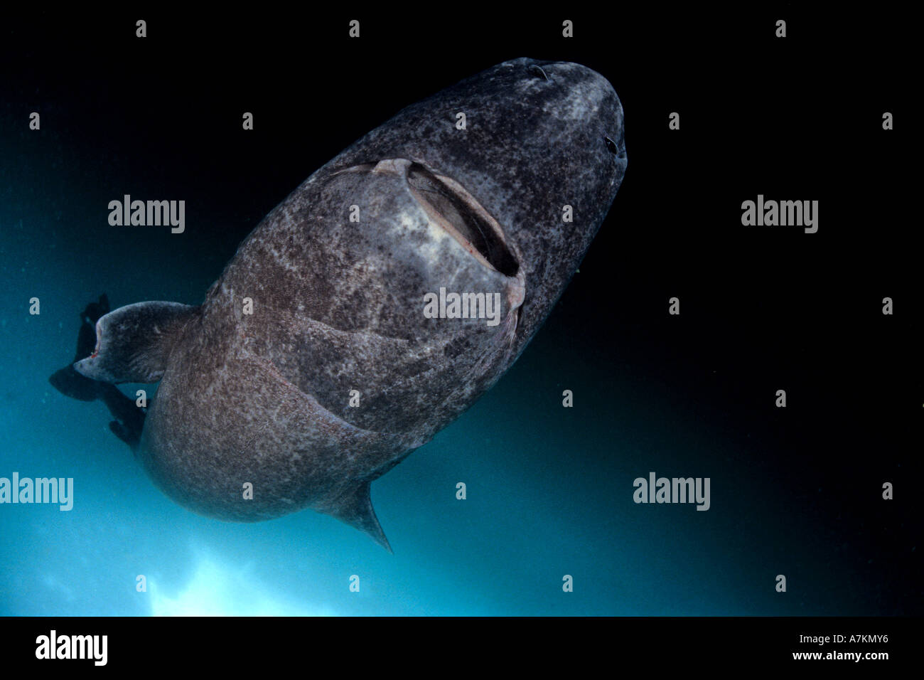 Somniosus microcephalus hi-res stock photography and images - Alamy