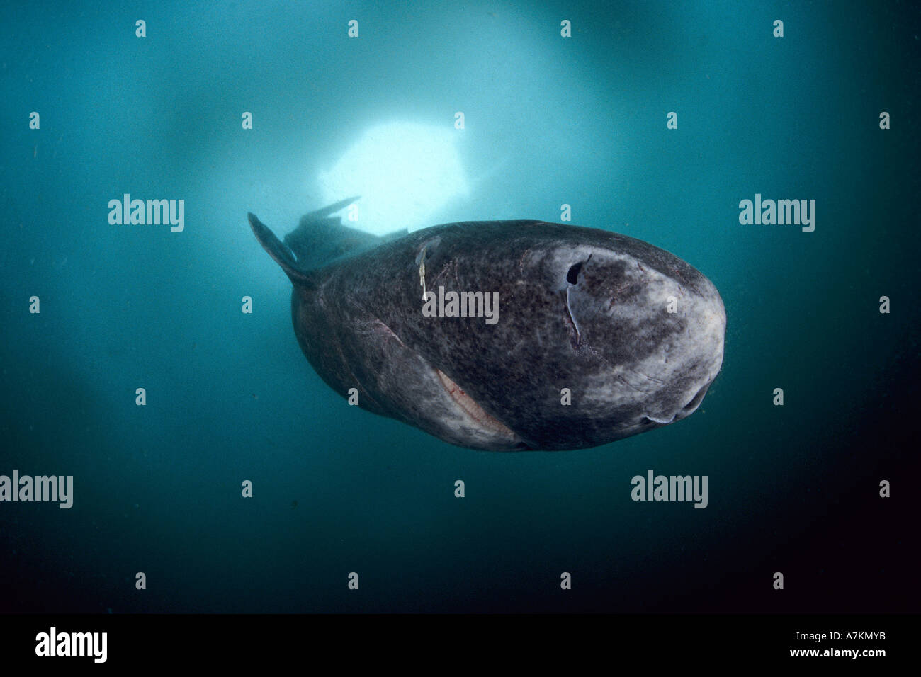 Greenland shark somniosus microcephalus hi-res stock photography and ...