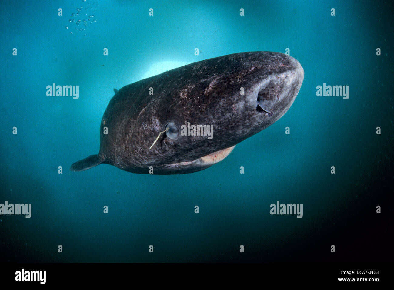Greenland shark under ice Somniosus microcephalus Canada Arctic ...