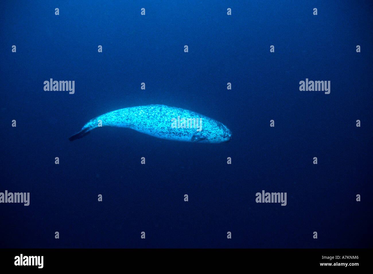 Unicorn whale monodon monoceros hi-res stock photography and images - Alamy