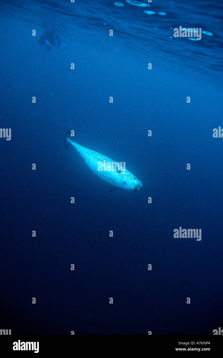 Monodon monoceros arctic hi-res stock photography and images - Alamy