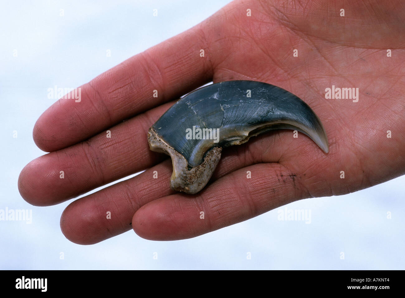claw of polar bear Ursus maritimus Canada Arctic Lancaster Sound ...