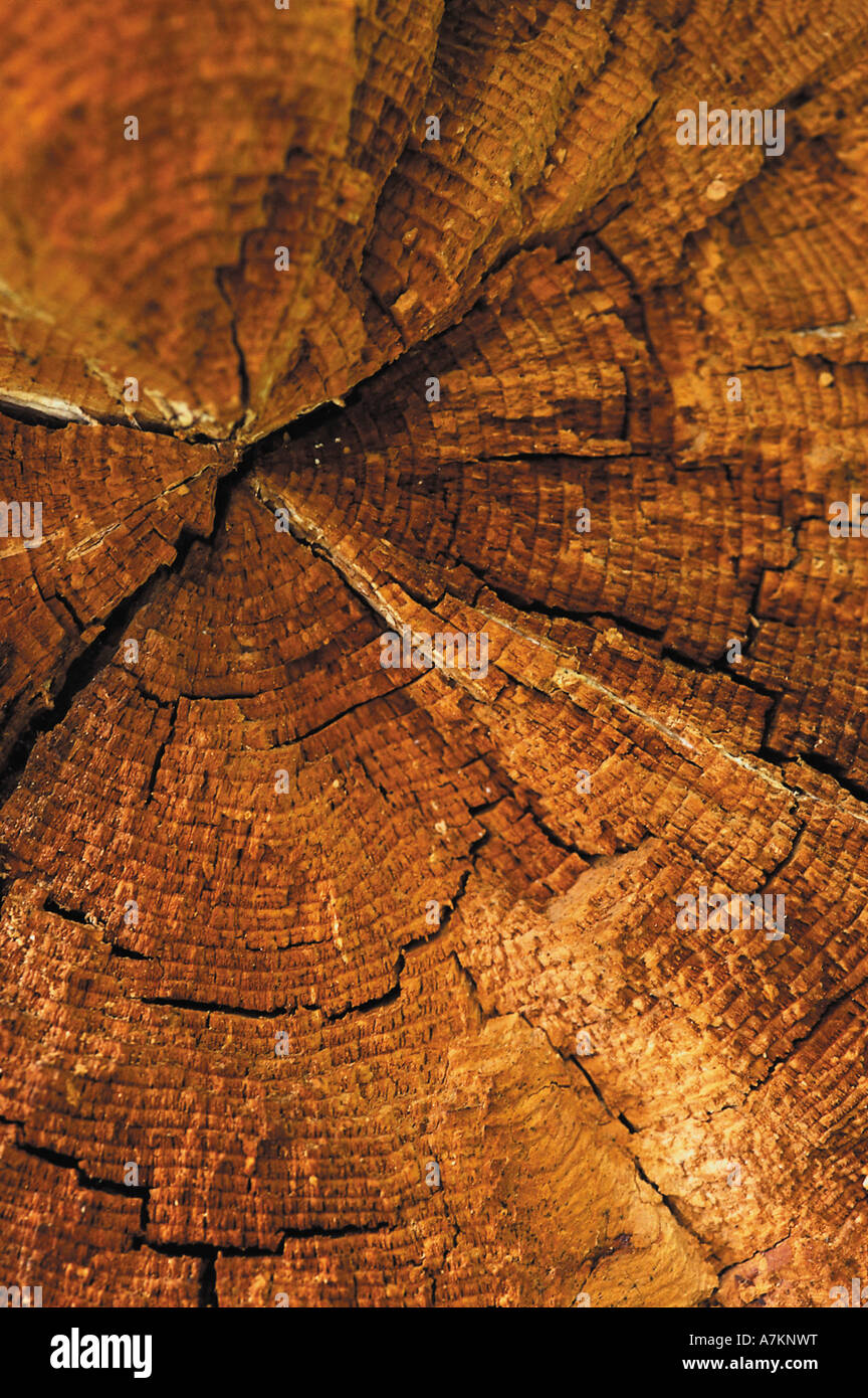 Cross section of tree trunk, with annual rings and cracks Stock Photo ...