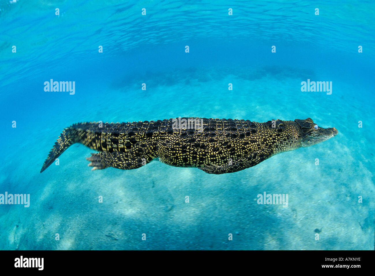 Juvenile saltwater crocodile crocodylus porosus hi-res stock ...