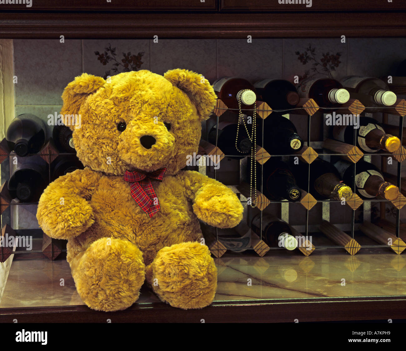 STUDIO December Teddy sitting in the kitchen in front of a wine rack ...