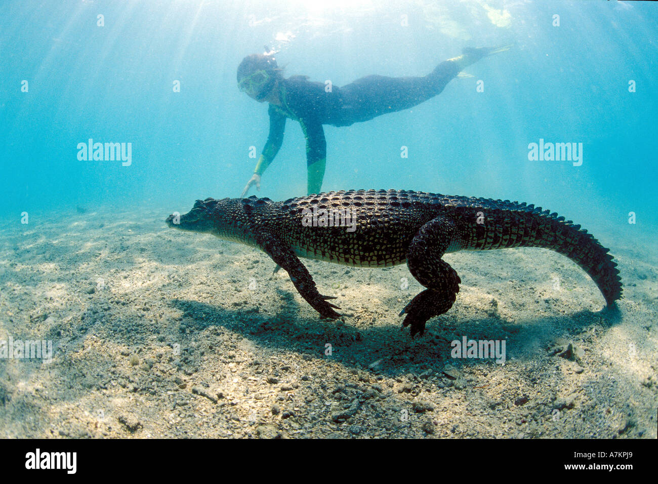 juvenile saltwater Indo Pacific crocodile Crocodylus porosus Papua New Guinea Pacific Ocean ...