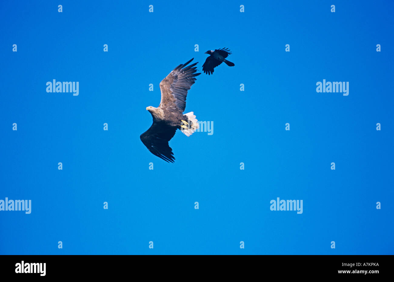 Eagle mobbed hi-res stock photography and images - Alamy