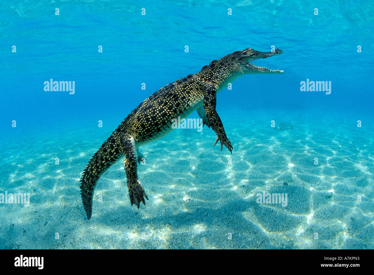 Indo Pacific Crocodile Are There Saltwater Crocodiles In Florida?