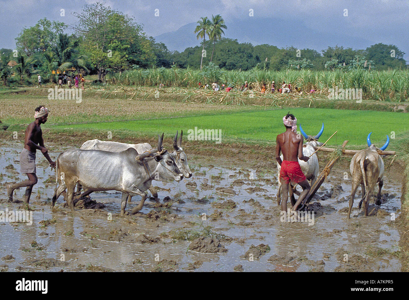 Rice fields South India Stock Photo - Alamy