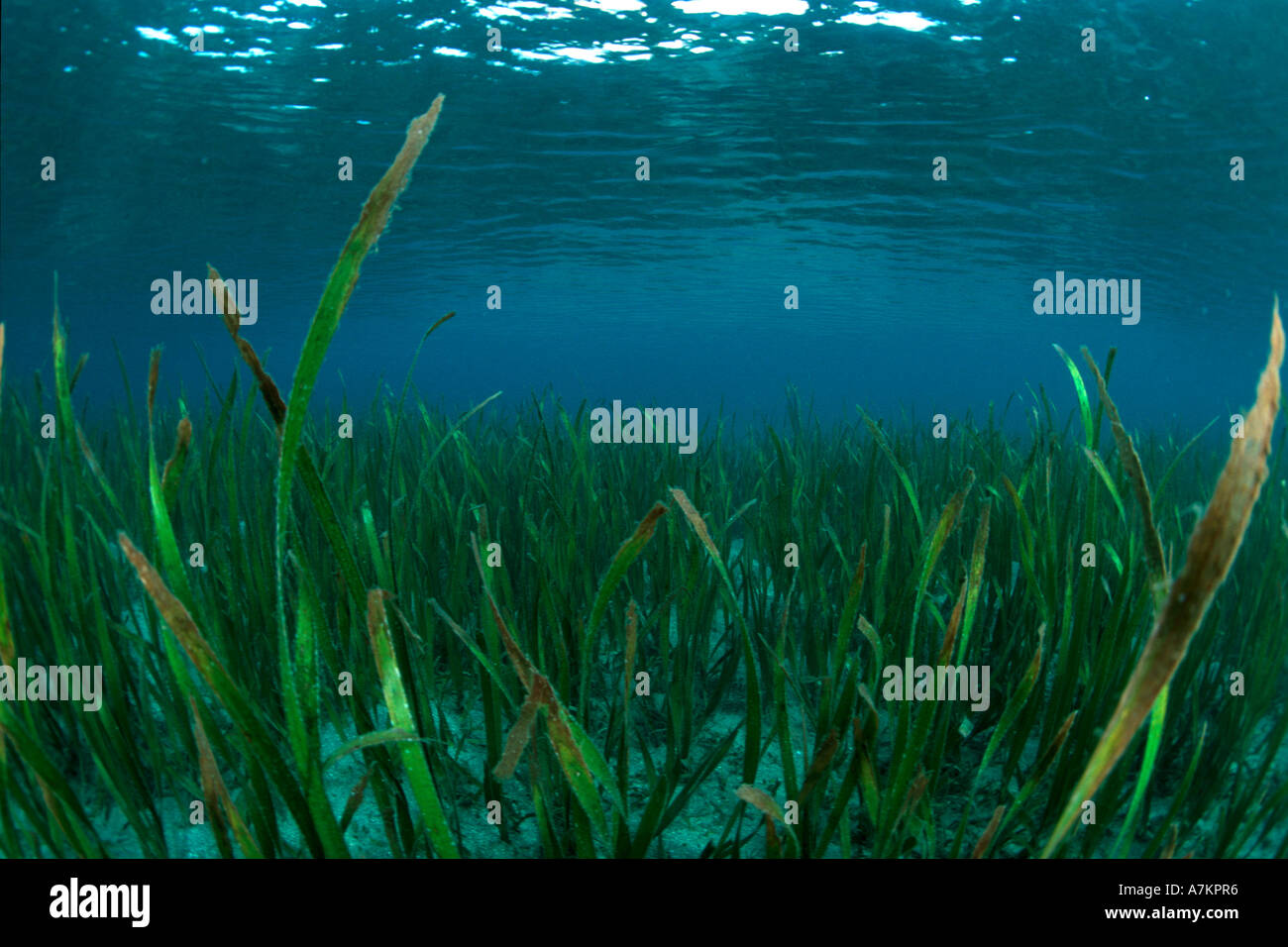 seaweeds Zostera sp Papua New Guinea Kimbe Bay Pacific Ocean Stock ...