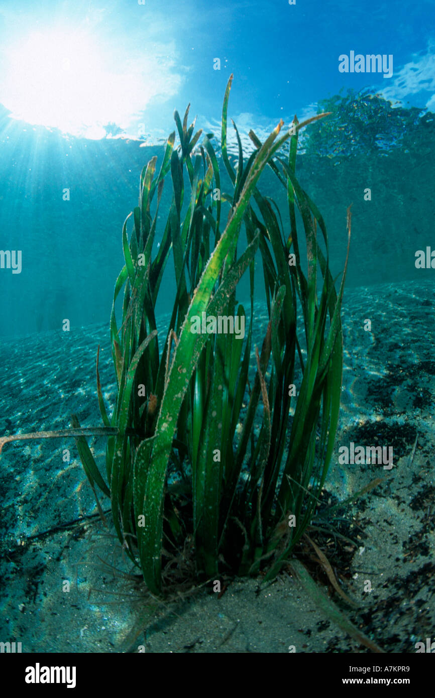 Zostera sp hi-res stock photography and images - Alamy