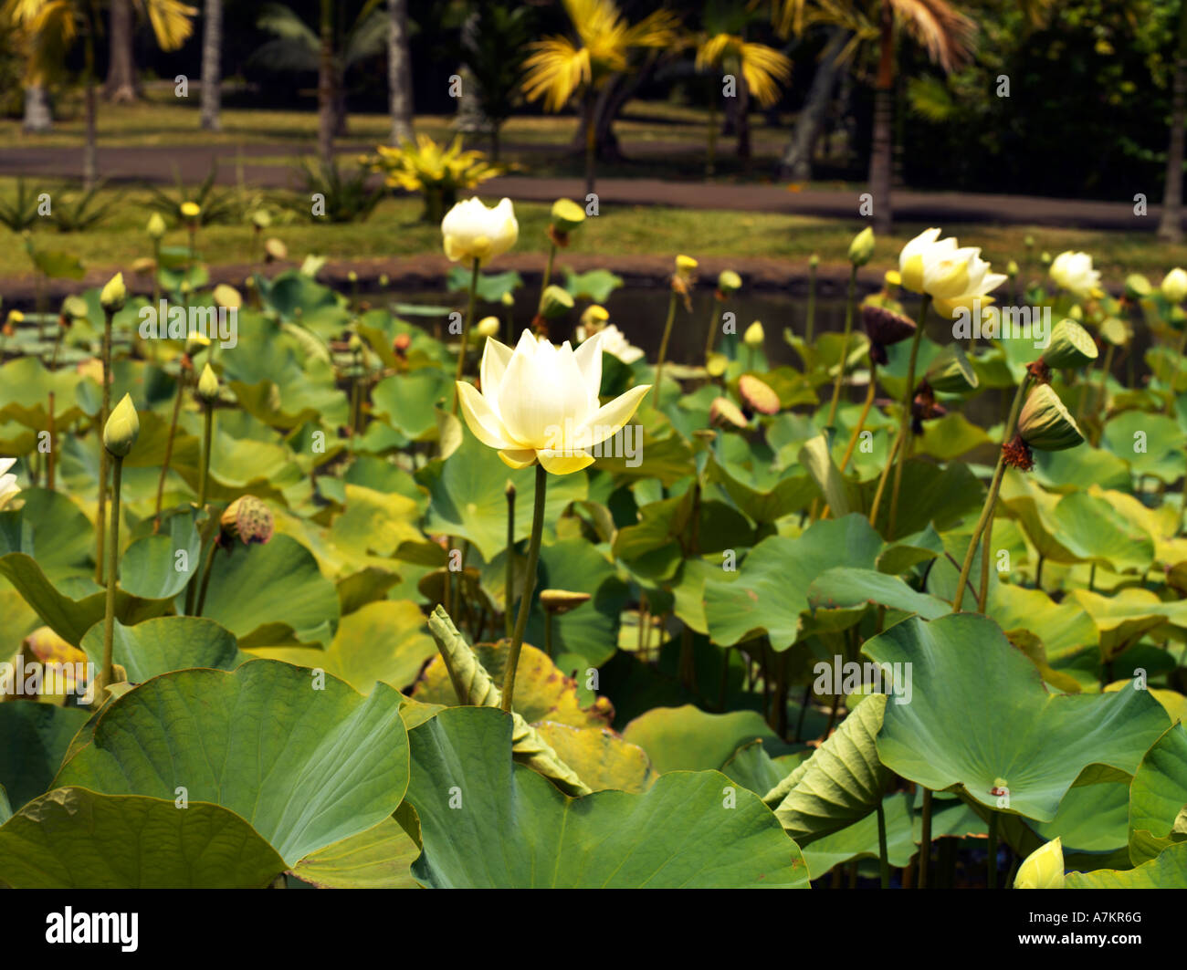 Mauritius national botanical garden hi-res stock photography and images ...