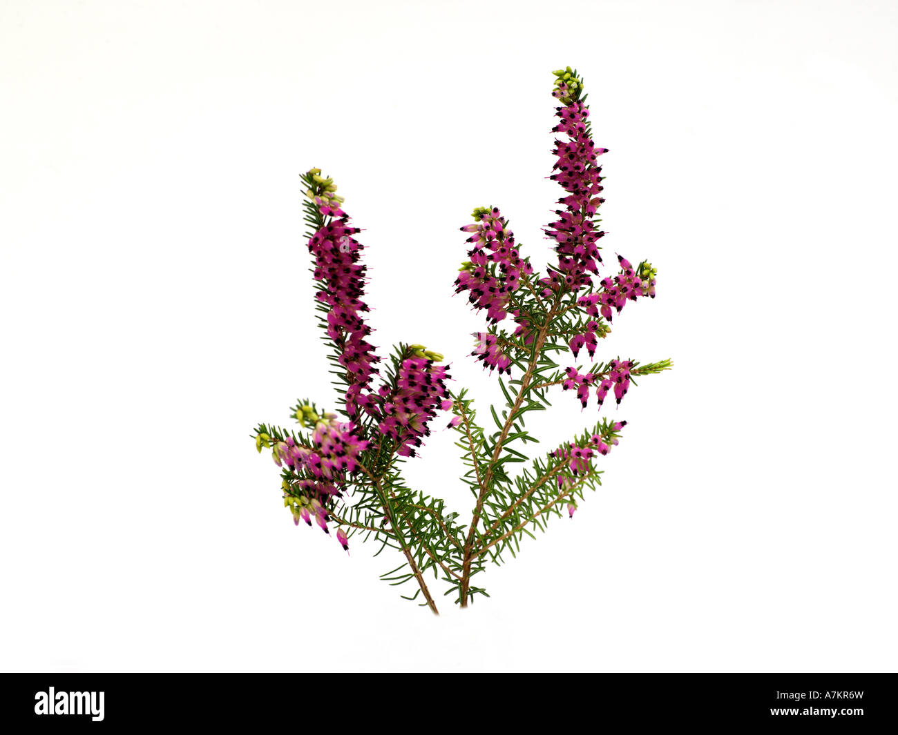 Heather calluna vulgaris Cut Out Stock Images & Pictures - Alamy