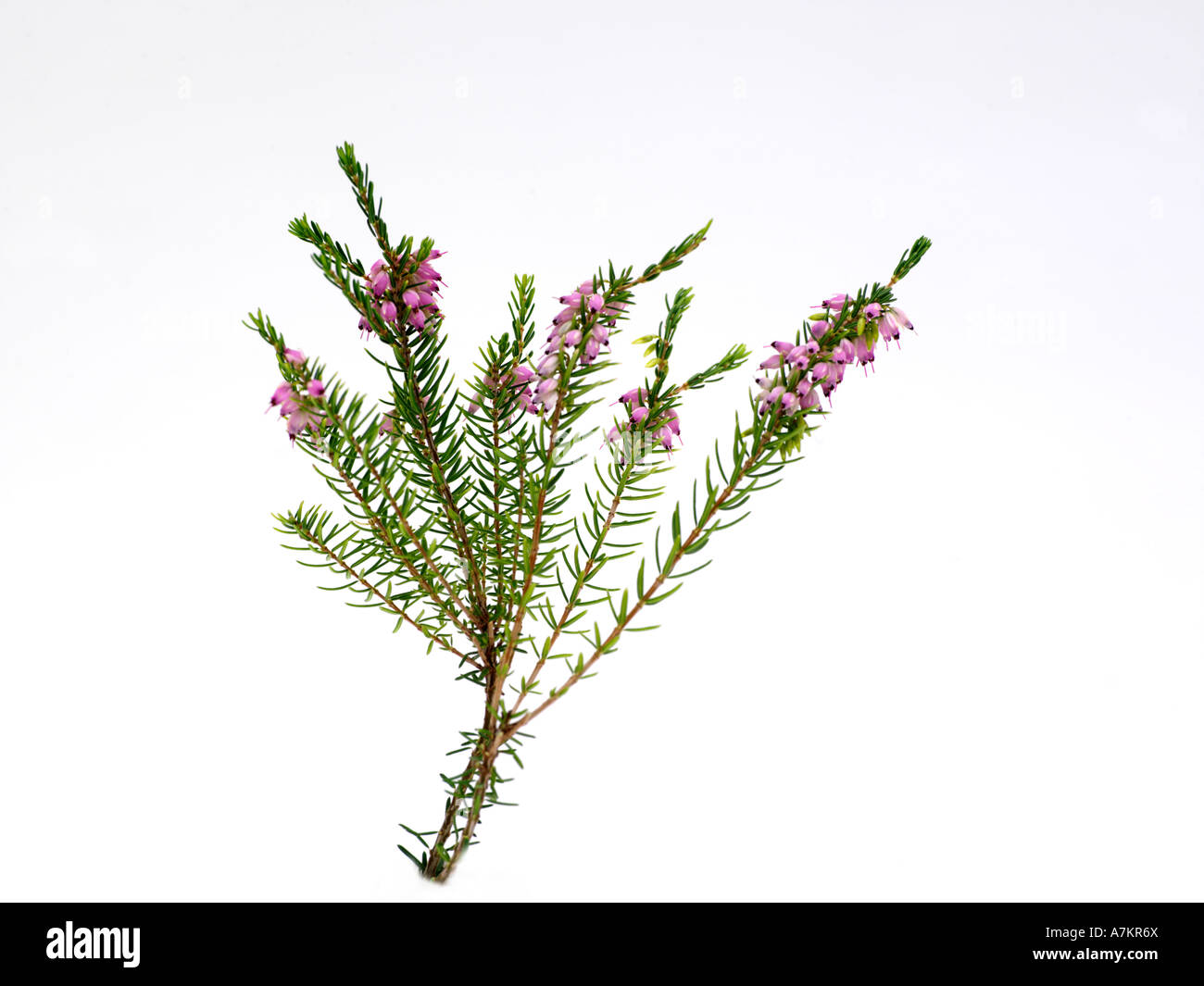 Calluna vulgaris flowers Cut Out Stock Images & Pictures - Alamy