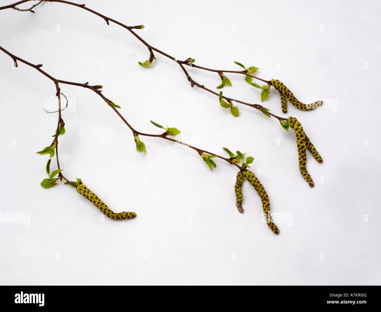Birch catkins hi-res stock photography and images - Alamy