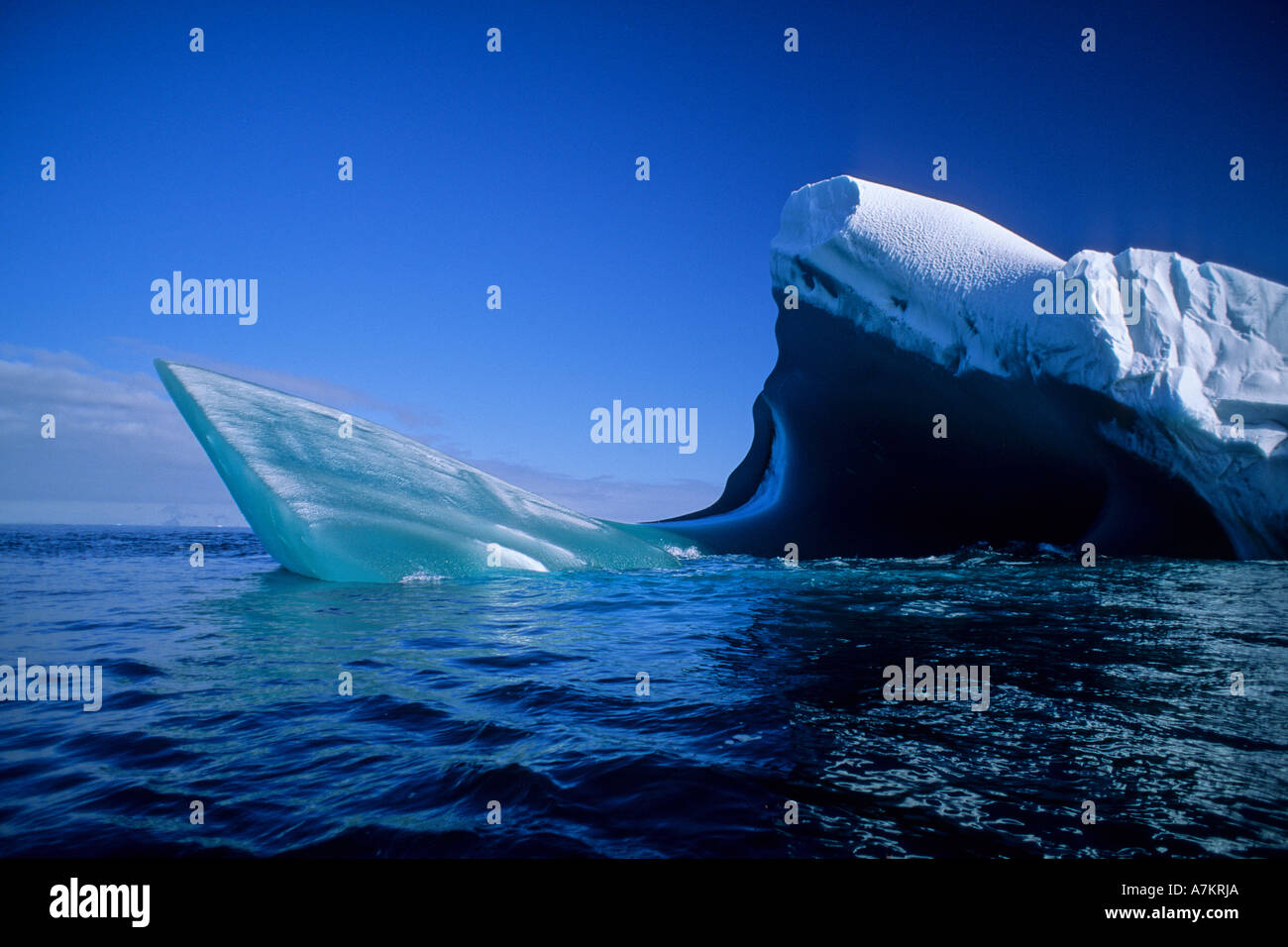 rare blue iceberg compressed ice Antarctica Antarctic Peninsula Stock ...