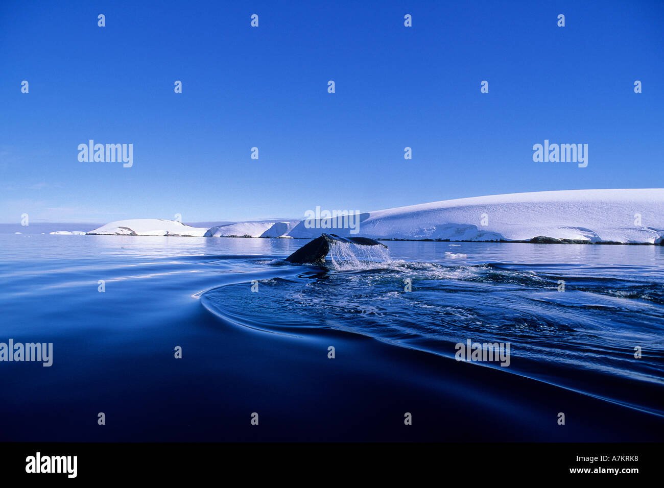 Humpback whale Megaptera novaeangliae Antarctica Antarctic Peninsula ...