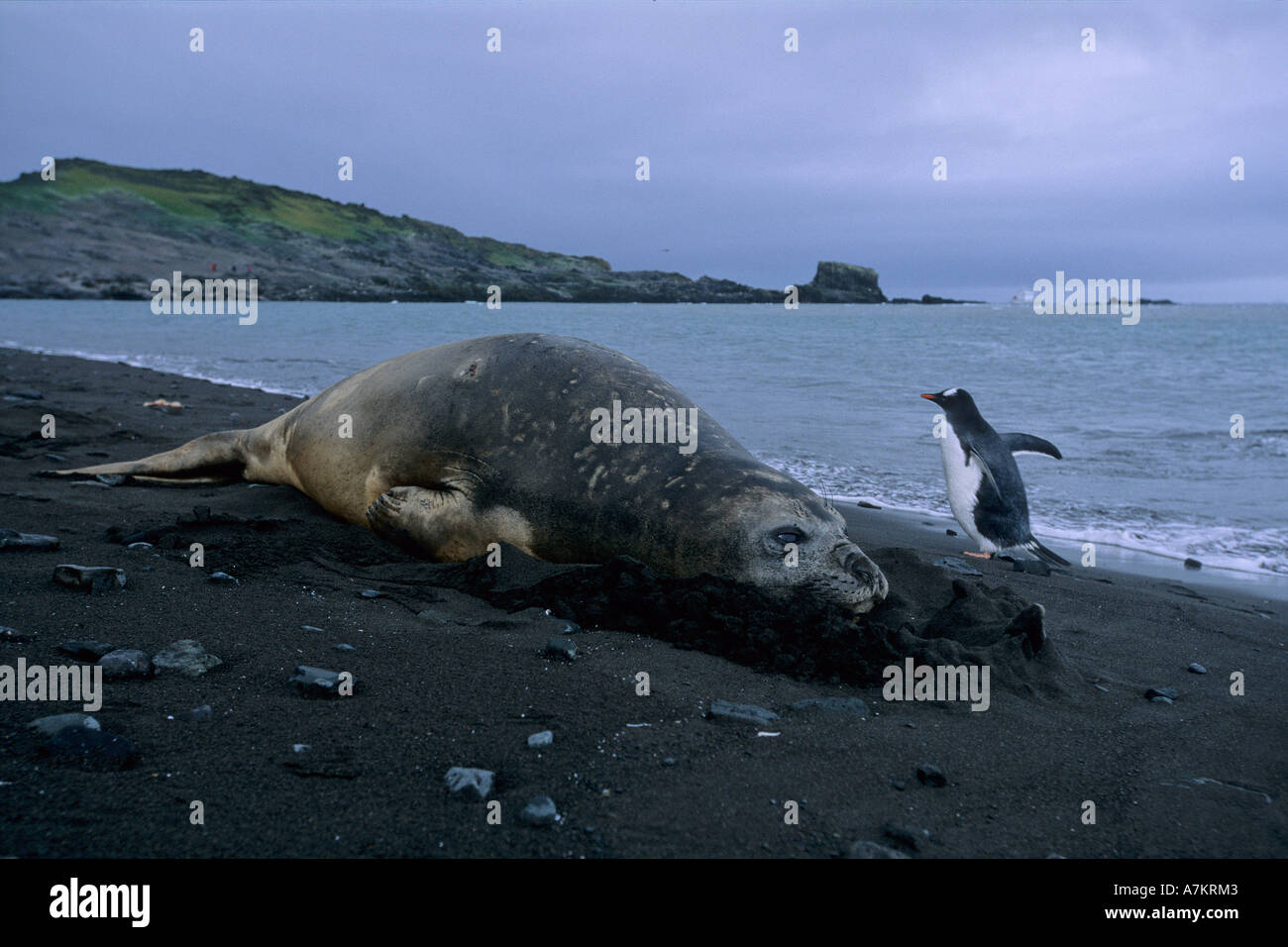 Southern Elephant seal Mirounga leonina Antarctica Antarctic Peninsula ...