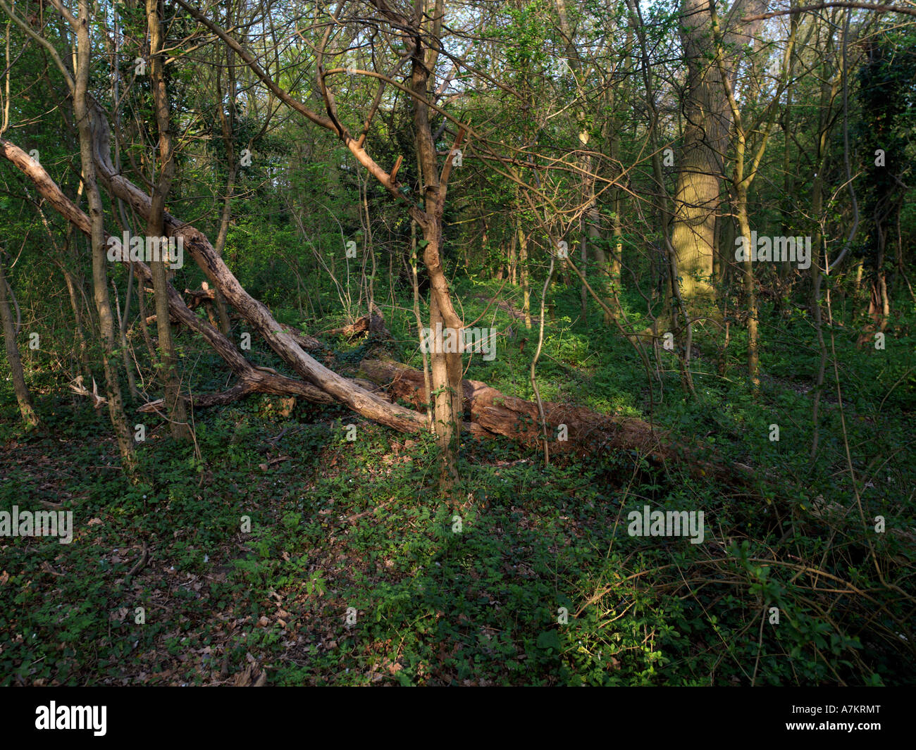 Decaying tree hi-res stock photography and images - Alamy