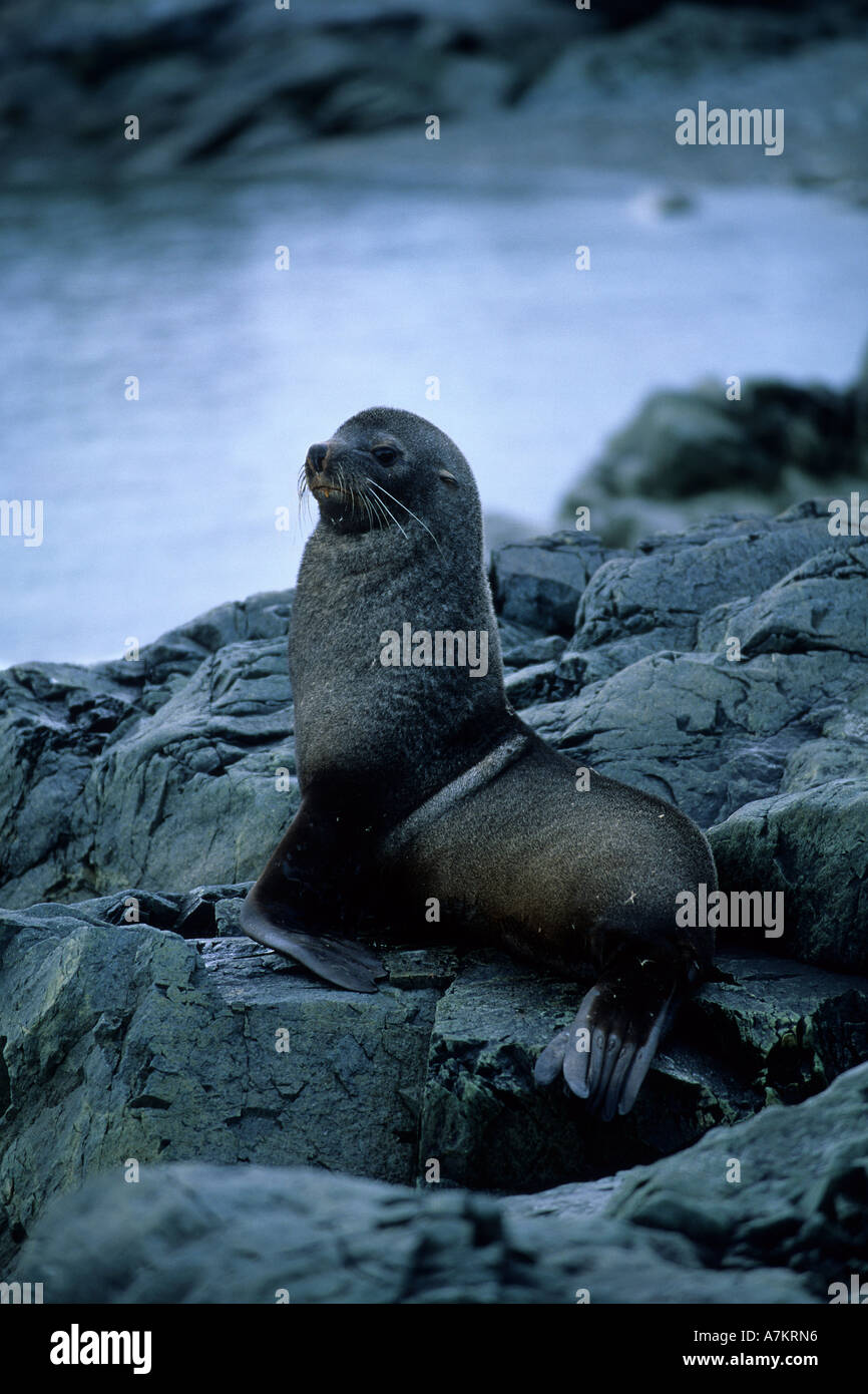 Model of seal harbour hi-res stock photography and images - Alamy