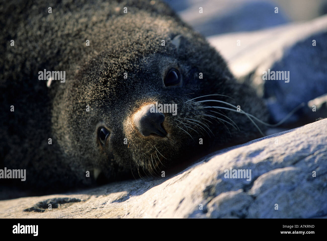 Antarctic Fur Seal Arctocephalus gazella Antarctica Foyn Harbour Stock ...