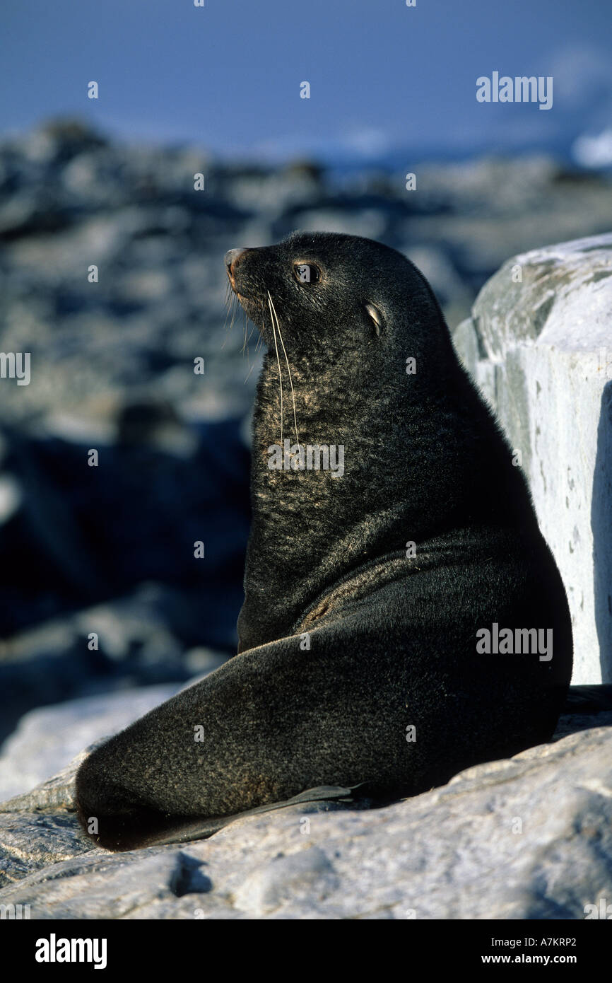 Model of seal harbour hi-res stock photography and images - Alamy