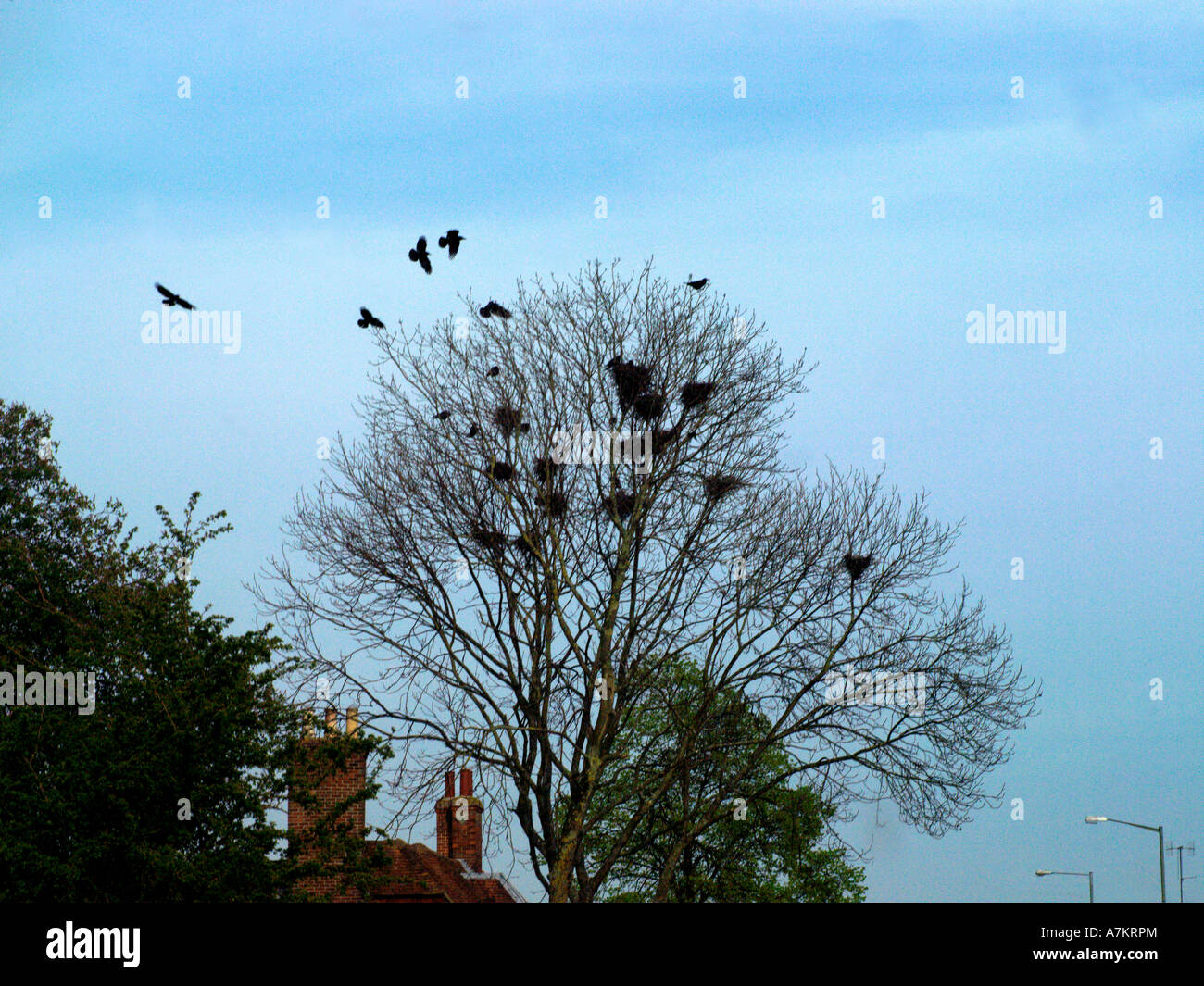 Rooks & Rookery Thatcham Berkshire England Stock Photo - Alamy
