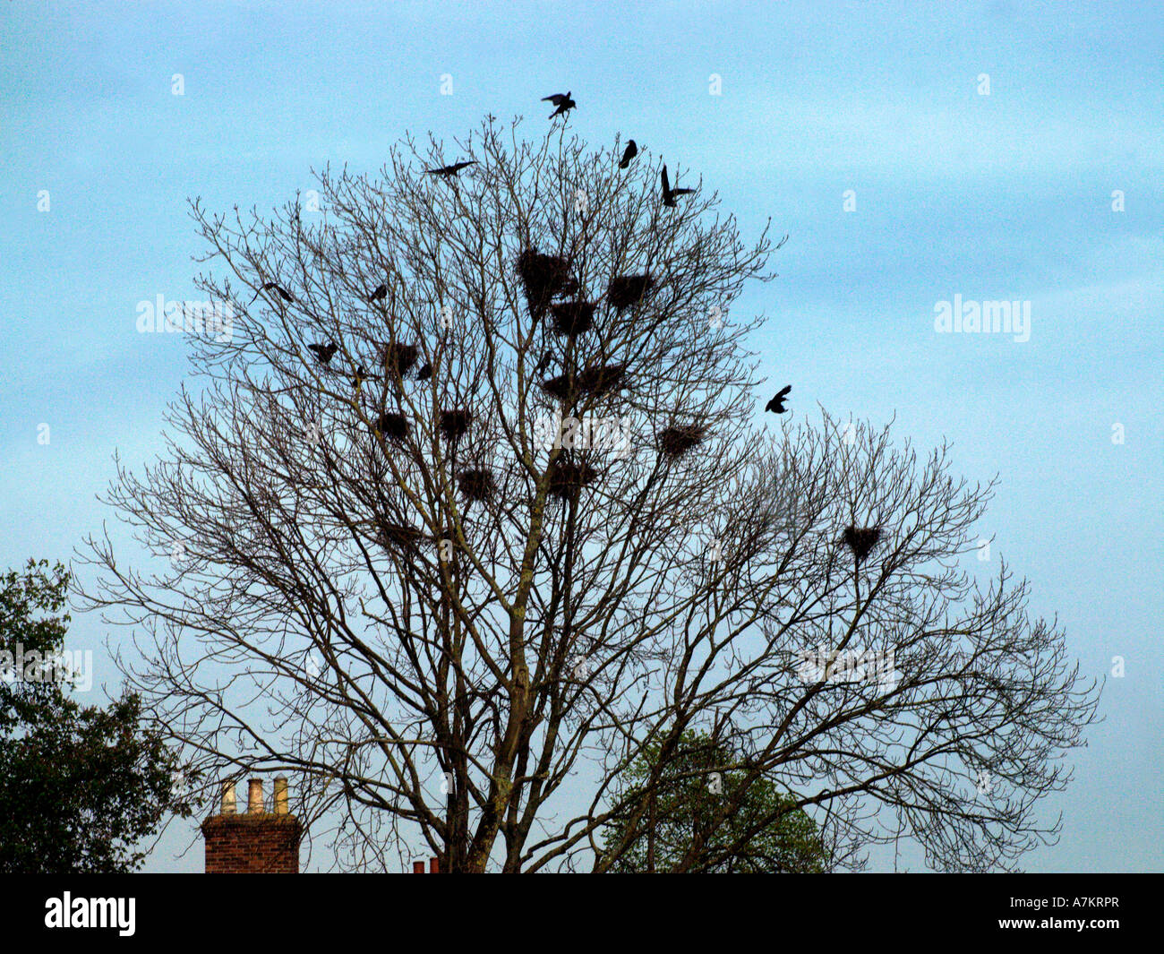 Rooks hi-res stock photography and images - Alamy