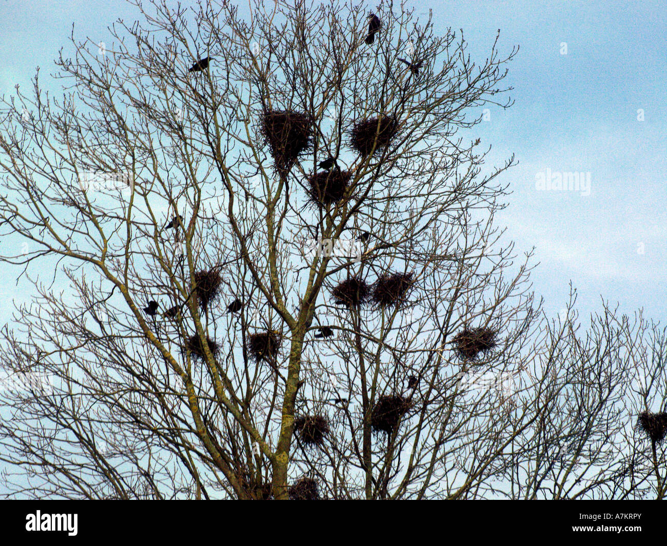 Rooks hi-res stock photography and images - Alamy