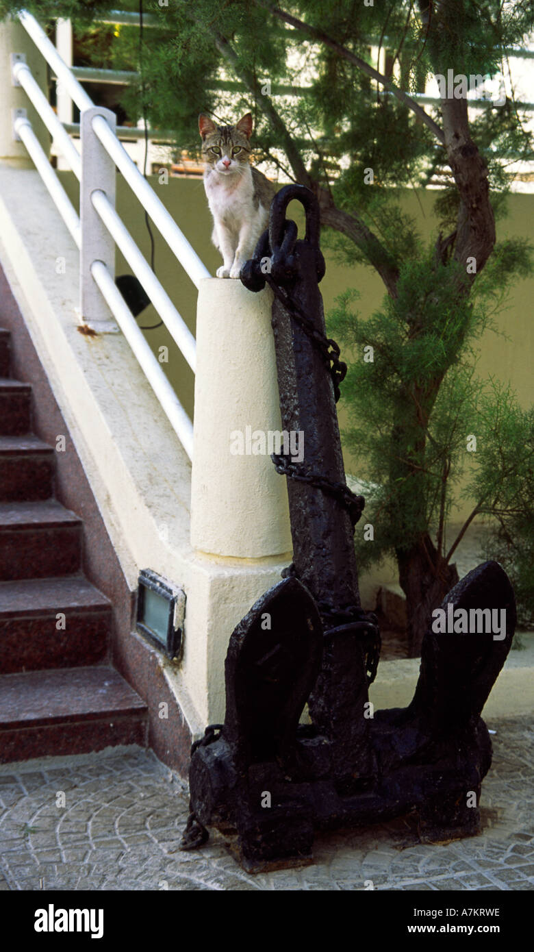 Cat and anchor Stock Photo - Alamy