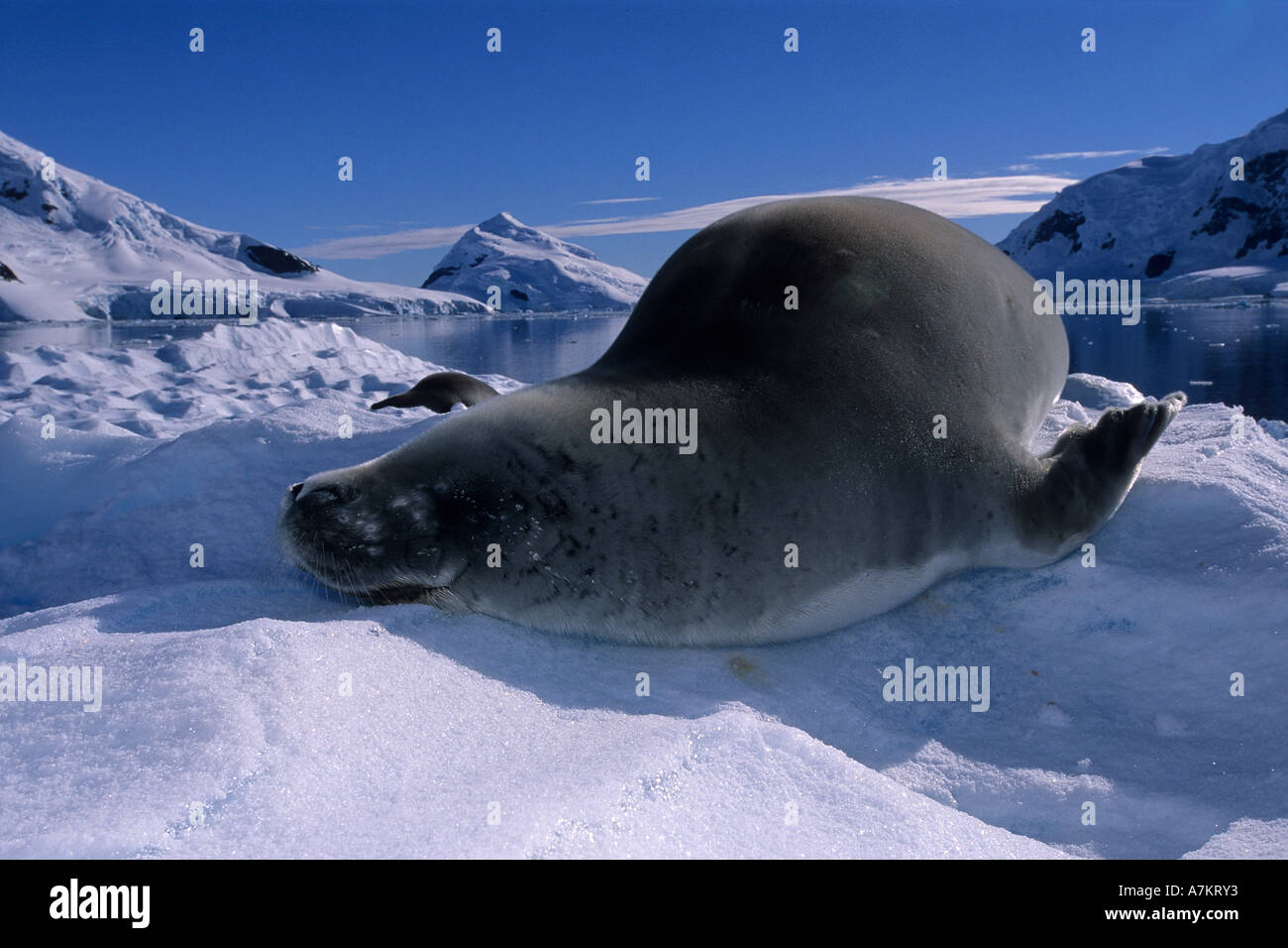 Crabeater seal Lobodon carcinophaga Antarctica Antarctic Peninsula ...