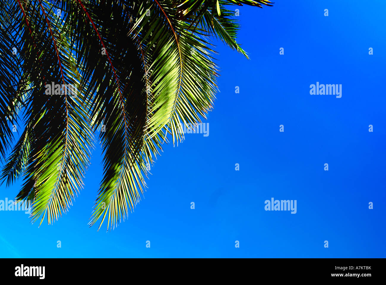 Tree fronds hi-res stock photography and images - Alamy