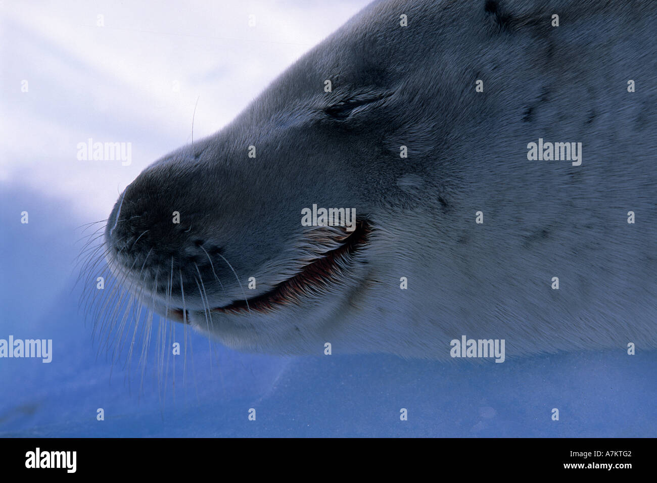 Crabeater seal Lobodon carcinophaga Antarctica Antarctic Peninsula ...