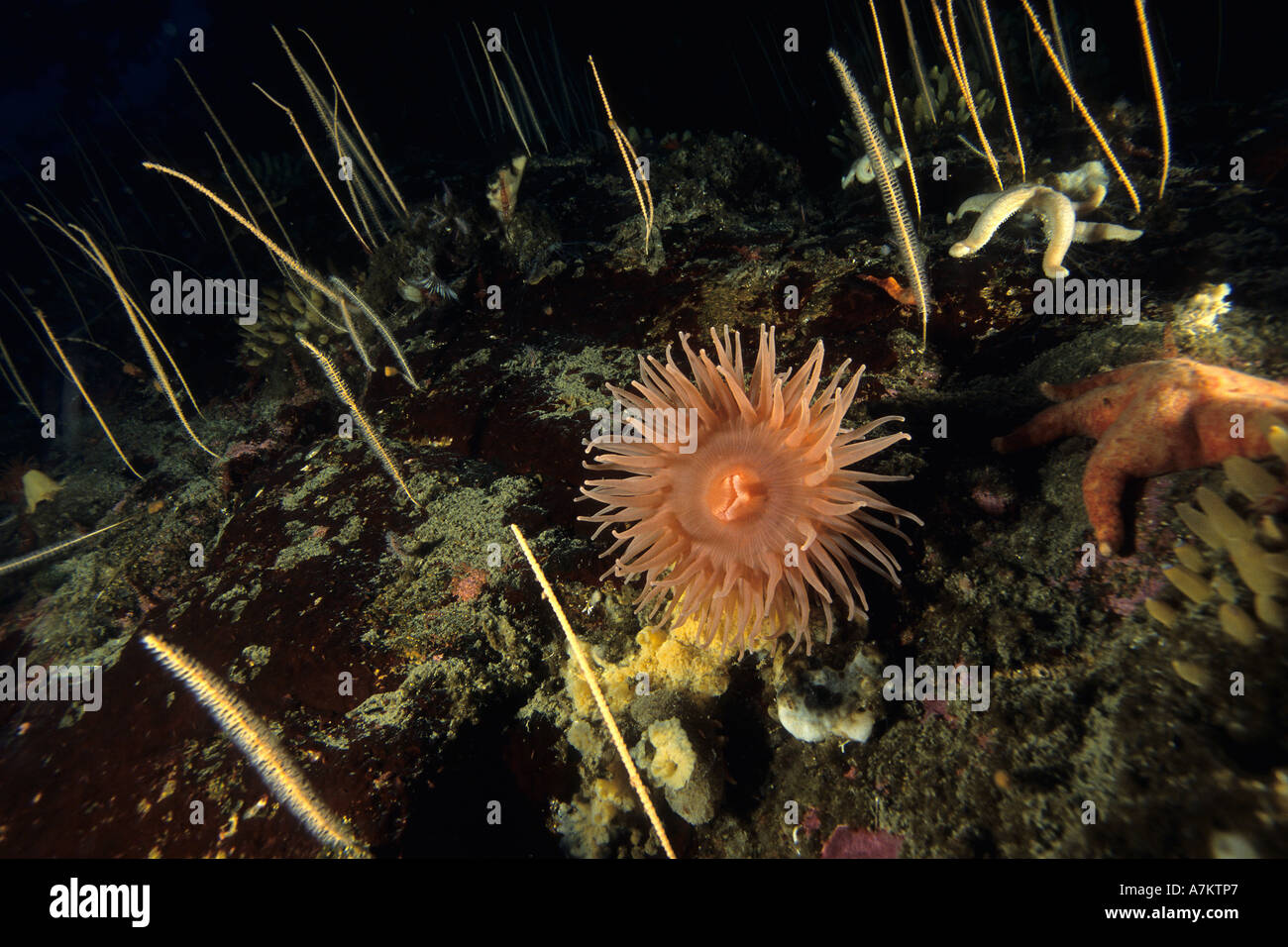 Antarctic sea anemone hi-res stock photography and images - Alamy
