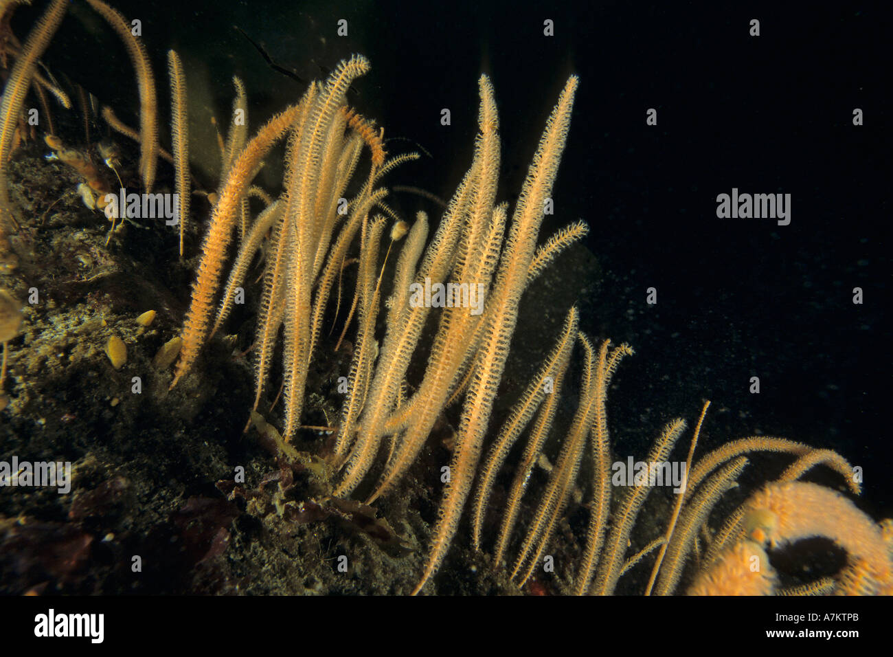 Antarctic sea whips Antarctica Antarctic Peninsula Stock Photo - Alamy