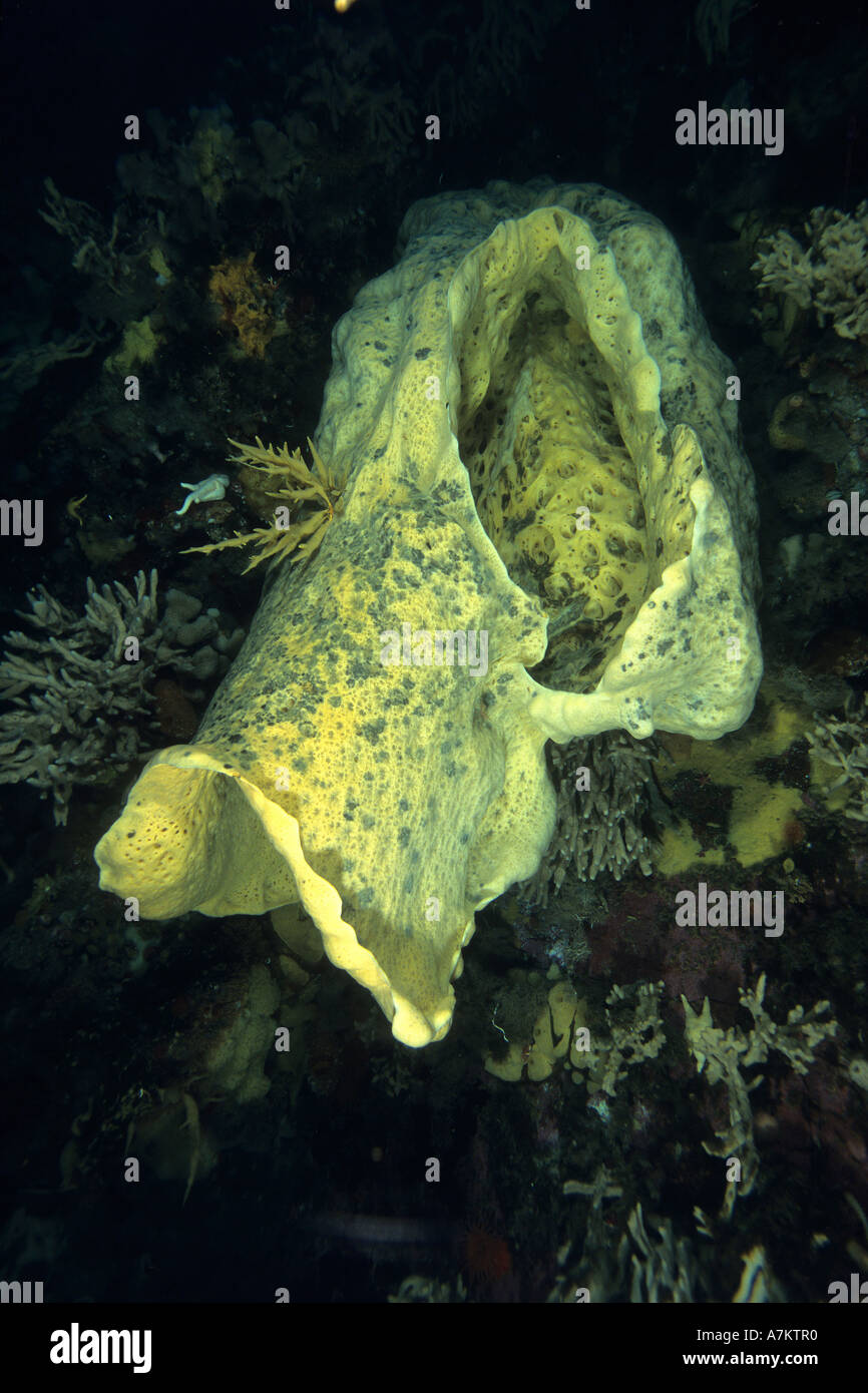 Volcano sponge hi-res stock photography and images - Alamy